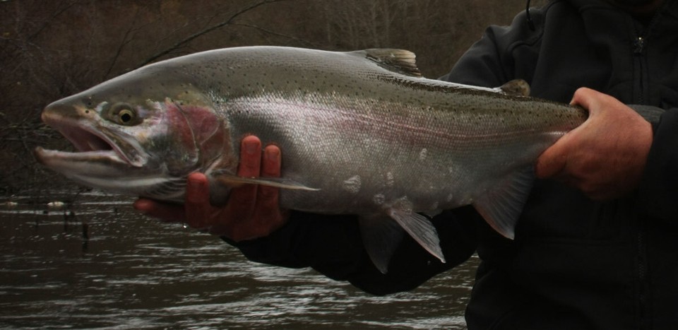 Guide Flies Reef Trico Nymph Emerger Black - Premium Trout Fly Fishing ...