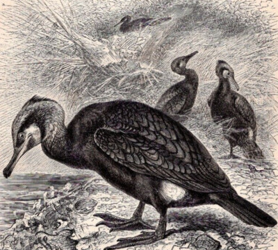 Old Antique Victorian Era Vintage 1895 COMMON CORMORANT Bird Print | eBay
