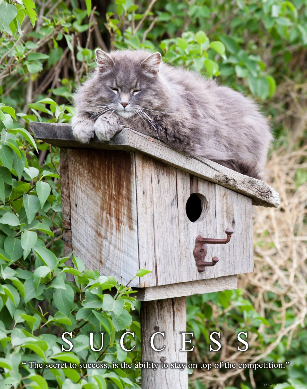 Cat Motivational Poster Print Kitten Bird House Toys Pet Supplies Wall ...