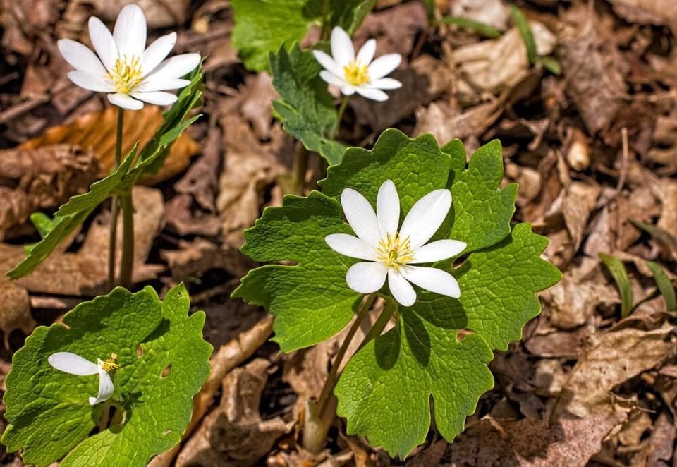 Bloodroot Seeds for Planting (30 Seeds) Sanguinaria canadensis ...