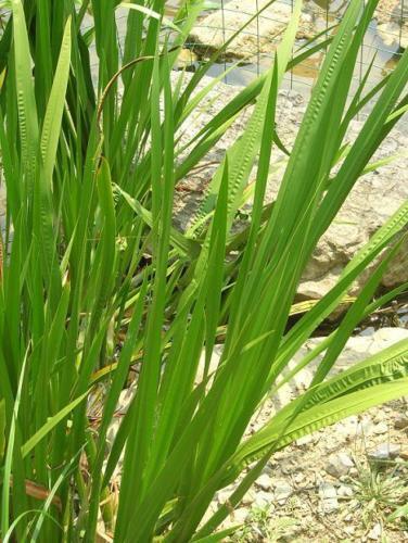 Sweet Flag Seeds - Acorus calamus - Aquatic Pond Plant Seeds For Garden ...