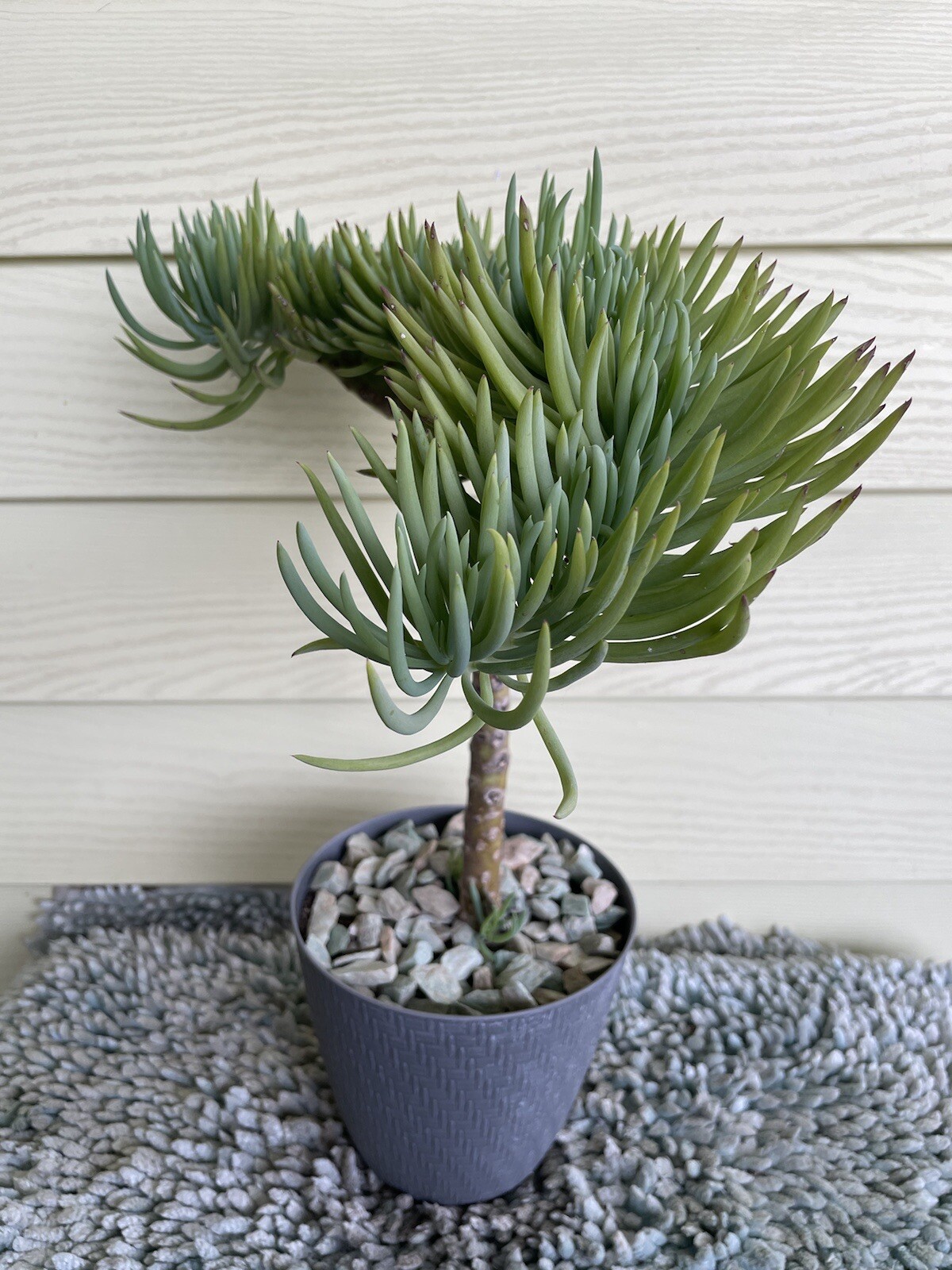Mermaid Tail Plant (Crested Senecio Vitalis)Succulent Live Plant | eBay