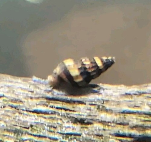 1 Live Assassin Snail (Clea Helena) Live Freshwater Snail/pest snail ...