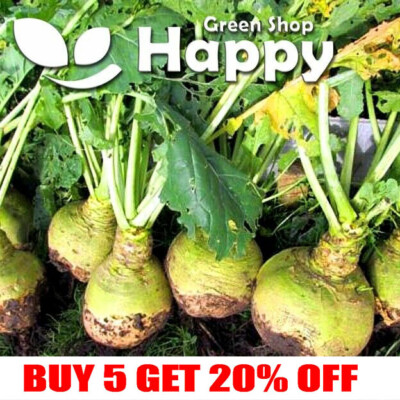 VEGETABLE SWEDE SEEDS RUTABAGA - 1000 SEEDS - Brassica napus - NEEP | eBay