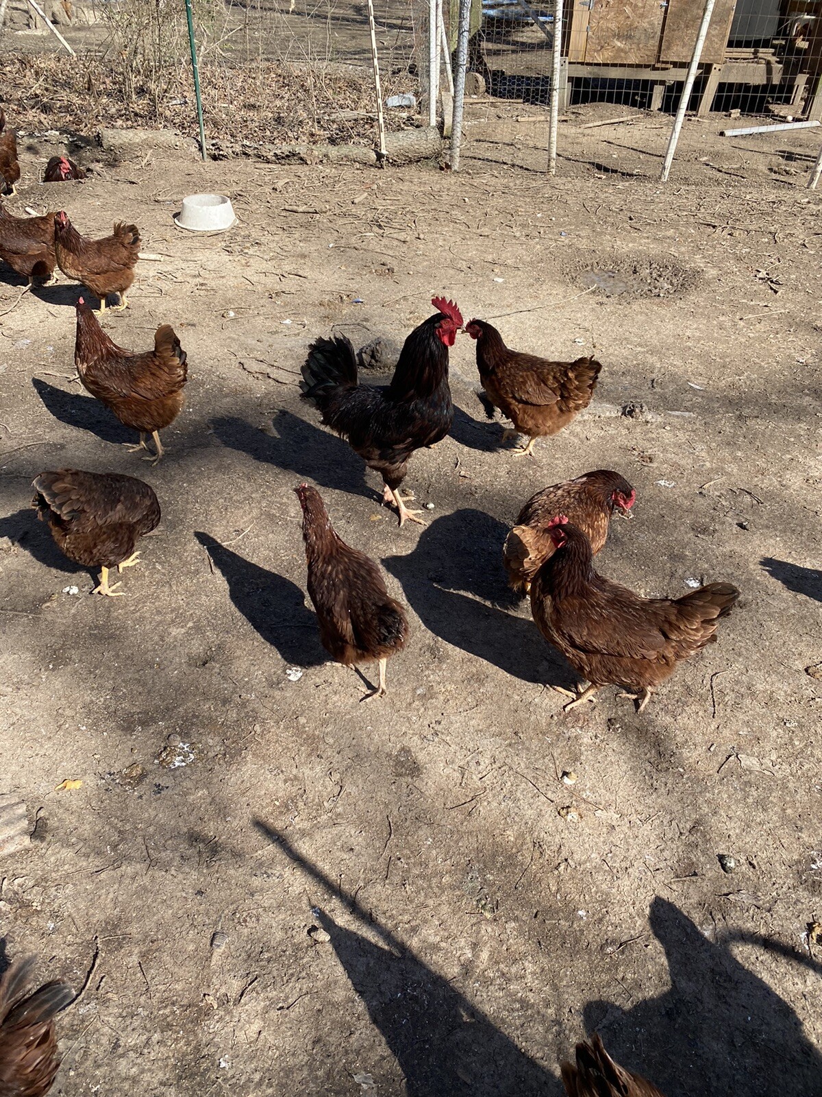 12 Rhode Island Reds Heritage Hatching Eggs | eBay