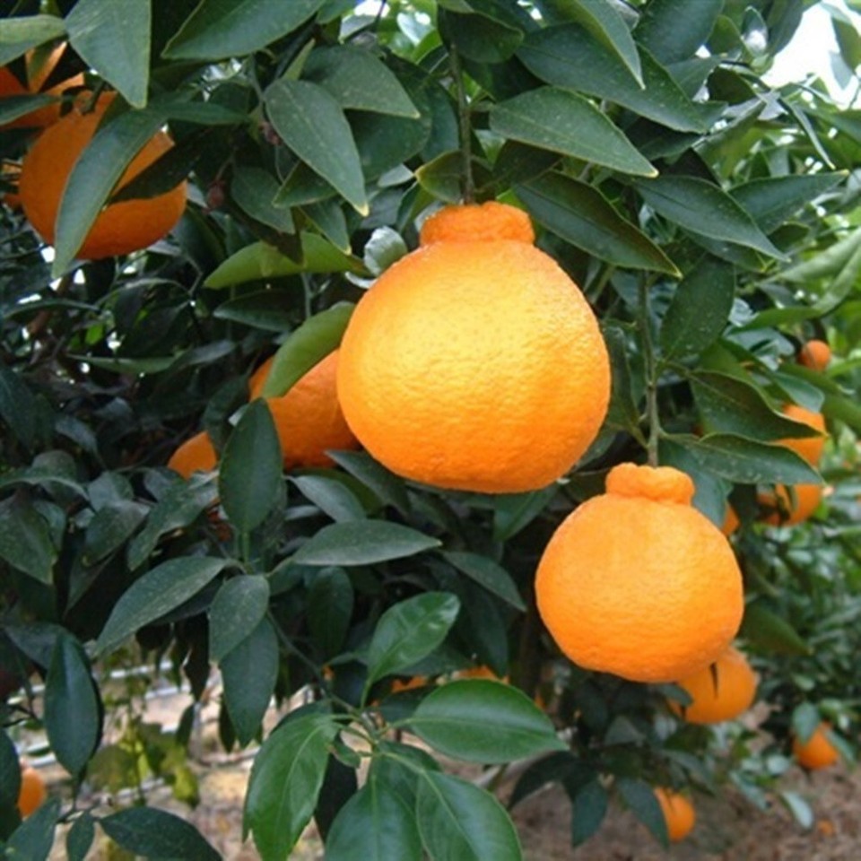 Dekopon Orange Grafted Plant Sumo Shiranui Mandarin Fruit Tree Tall 20 ...