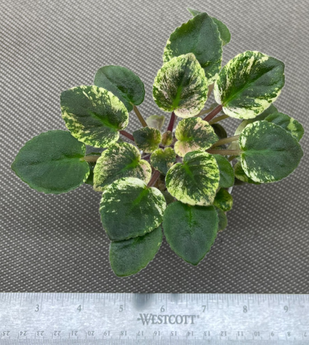African Violet Plant - Celina Red Jewel ~ Red pansy crown varieg. semi ...