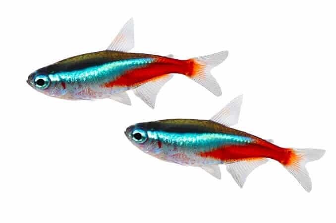10 Pack Live Neon Tetra Freshwater Aquarium Fish -Hardy & Vibrant ...