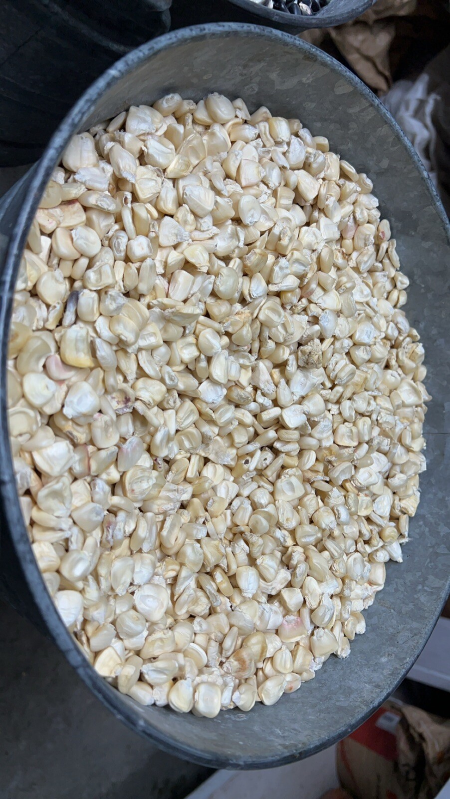 Hominy White Corn -Bulk - Maiz Pozolero Blanco 1 Lb, Fast Shipping | eBay