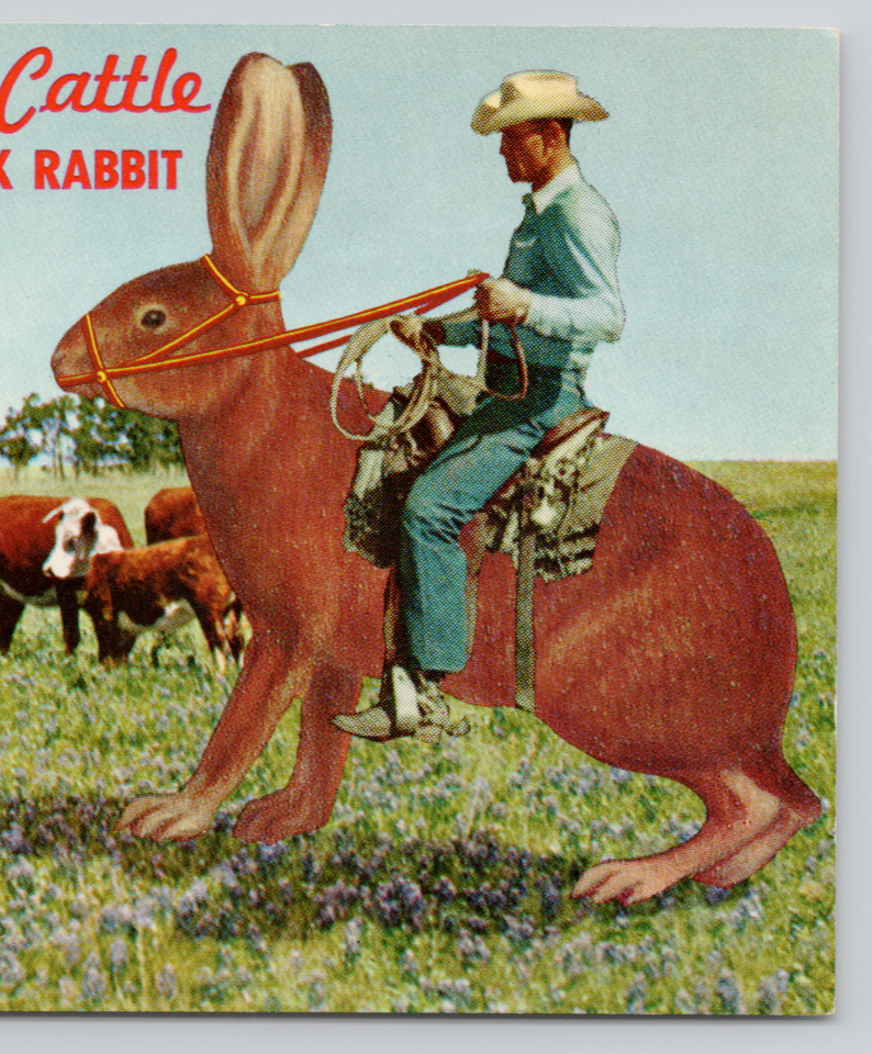 Cowboy Punching Cattle Riding a Giant Jack Rabbit Exaggeration Postcard ...