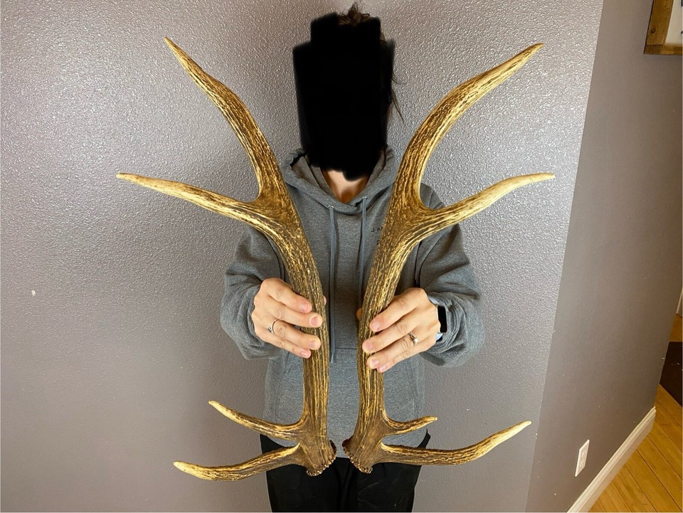 Matched Set 4x4 ELK ANTLERS WILD IDAHO HORN DEER SHED MOOSE Decor Cuts ...