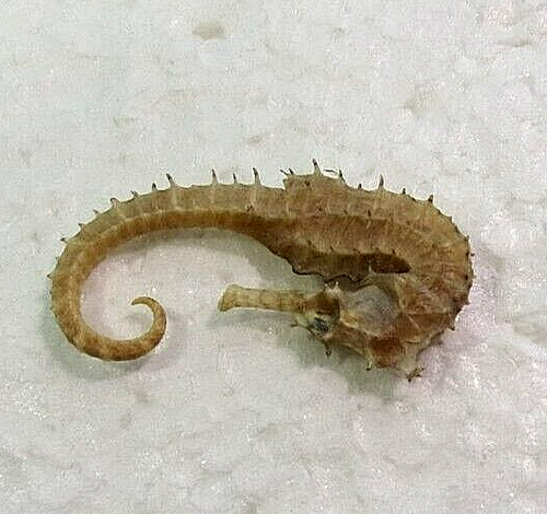 NATURAL DRIED SEAHORSE SKELETON HIPPOCAMPUS ERECTUS SPECIMEN NAUTICAL ...