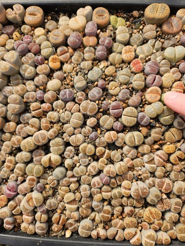 Full RARE Korean Lithops TRAY ( 350-400 Lithops, Own Collection) | eBay UK