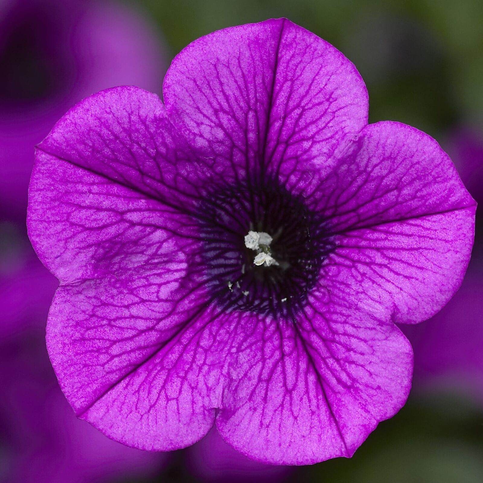 45 PETUNIA SANGUNA DEEP LAVENDER VEIN Live Plants Plugs Garden Home 241 ...