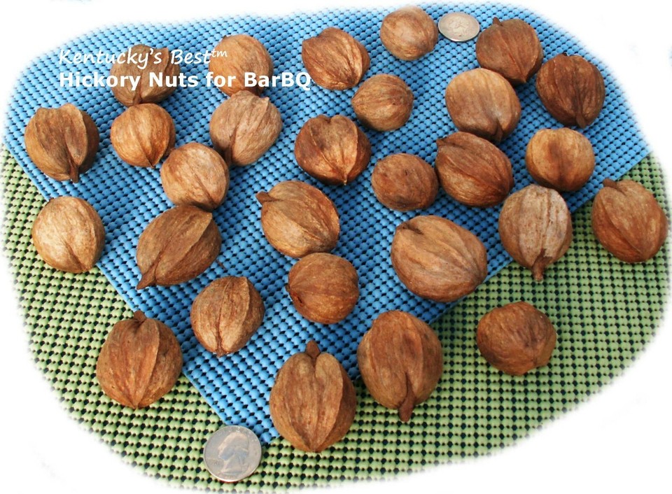 KY's Best Hickory Nuts in Shell for SMOKING BBQ GRILLING ~NOT eating ...