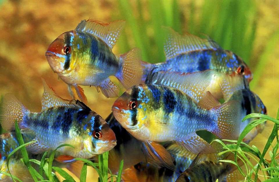 German Blue Ram Cichlids Live Fish | eBay