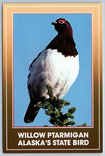 Postcard Willow Ptarmigan Alaska State Bird 4X6 Continental A2H | eBay