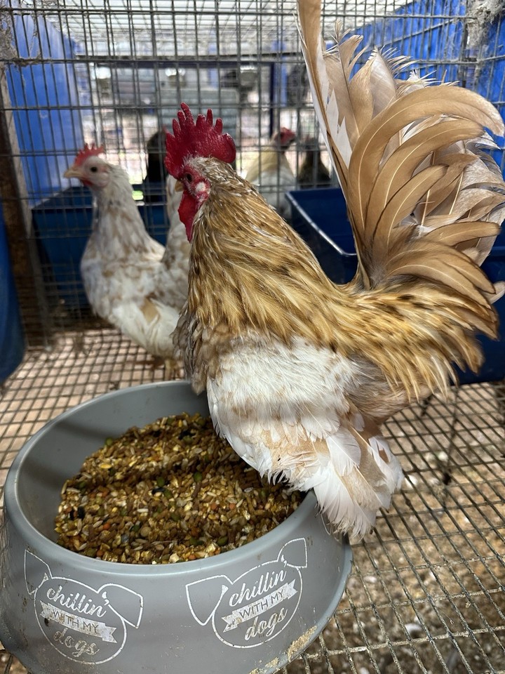 12 + Serama Hatching Eggs. | eBay