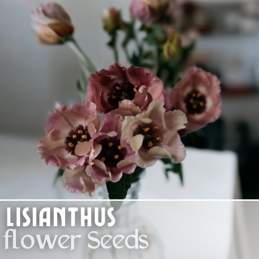 Lisianthus Seeds - 100 Seeds Garden Bloom Flower Seed Flowers Non Gmo ...