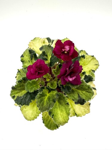 African Violet T’Ser-Attraction Leaf Chimera Starter Plant M | eBay