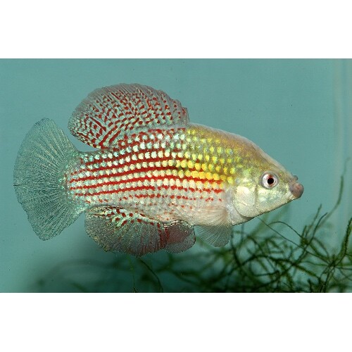 Leptolucania ommata killifish species profile >> killi.co.uk