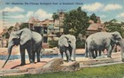 Postcard Elephants Chicago Zoological Park Brookfield Illinois | eBay