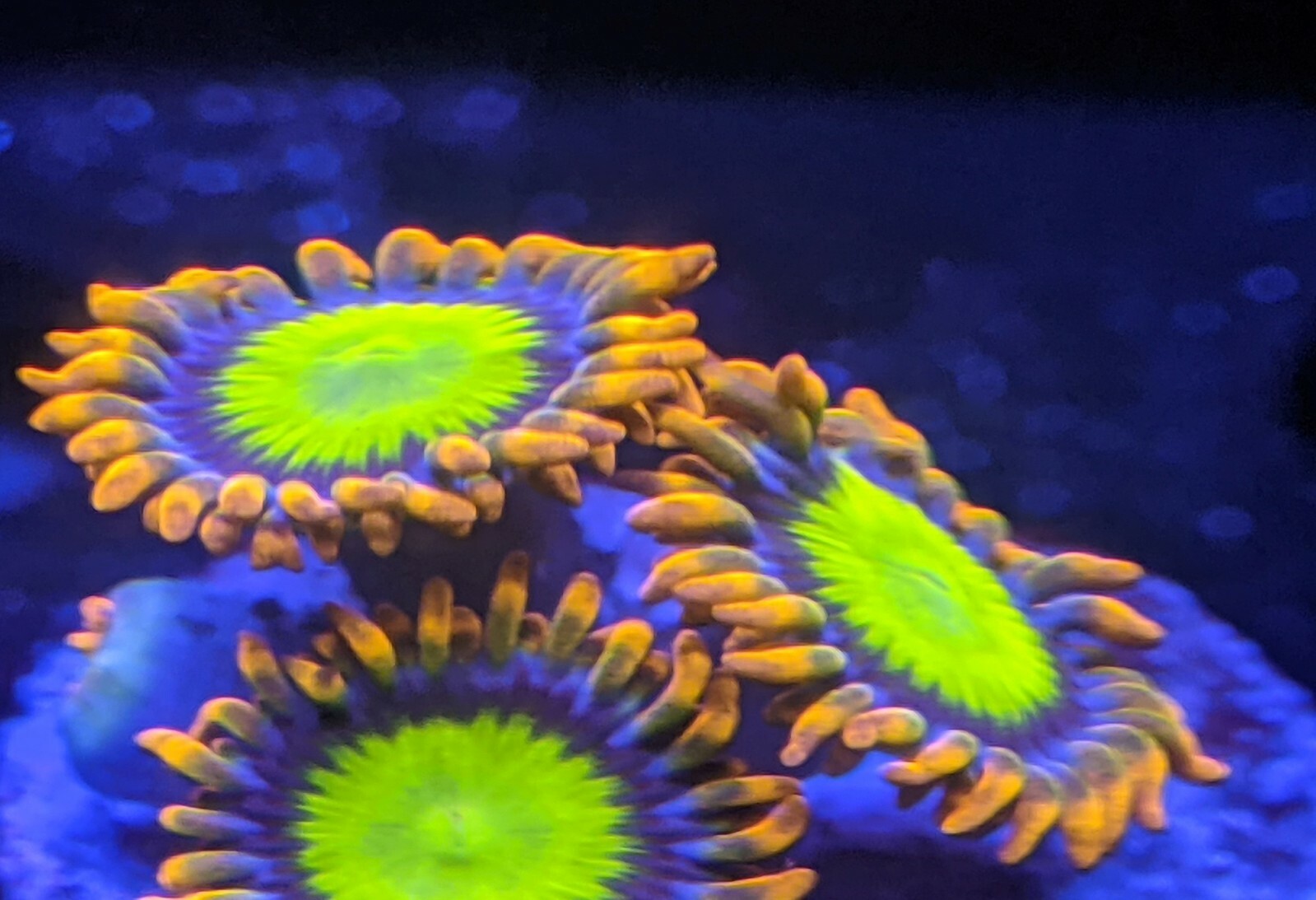 Mandarin Orange Zoa, 4 Polyp Frag. Free Shipping on orders $85 | eBay