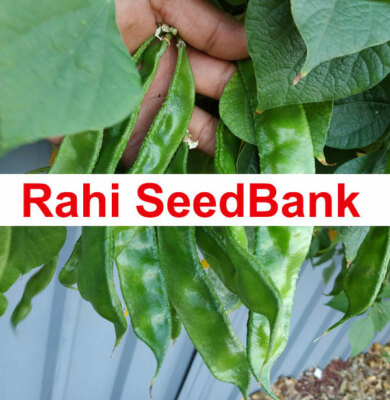 Hyacinth Bean Shim Shem Bangladeshi Indian Long Green Delicious Variety ...