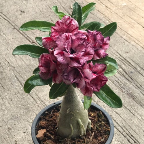 Adenium Desert Rose Live Plant Thinking Of You Rare Houseplant Grafted ...