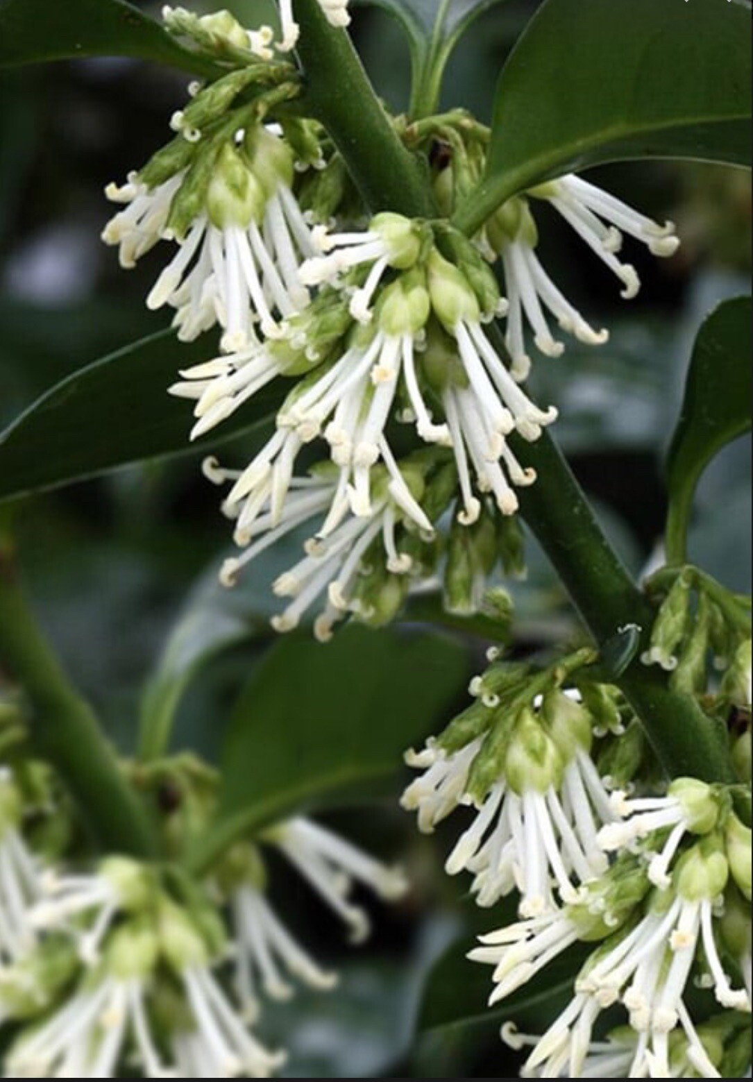 Fragrant Sweet Box, Sarcococca Ruscifolia - 8 Seeds 2023 - USA | eBay