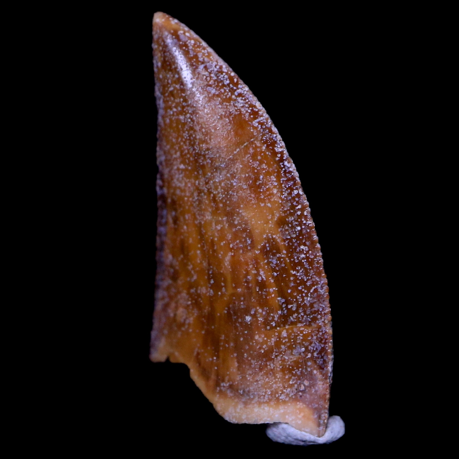 1" Majungasaurus Serrated Fossil Tooth Cretaceous Dinosaur Madagascar ...