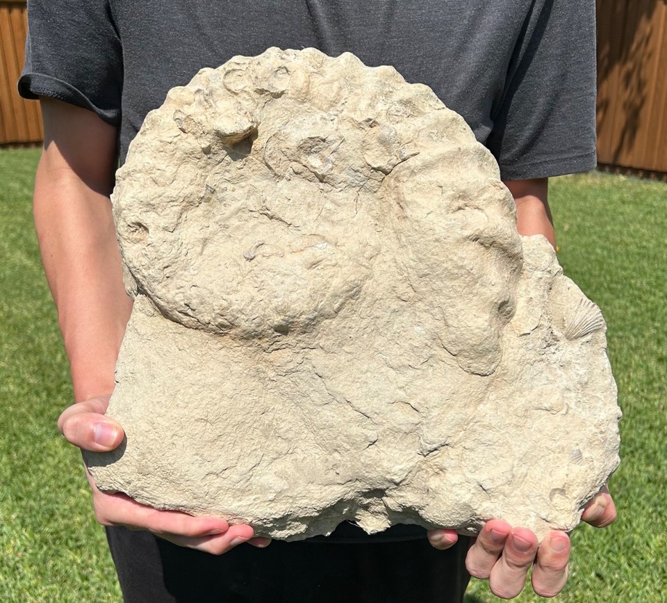 HUGE Ammonite Fossil in Matrix Mortoniceras Texas Cretaceous Duck Creek ...