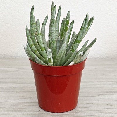 Succulent Pot Plant - Senecio Scaposus - Silver Coral - In 3" Pot | eBay