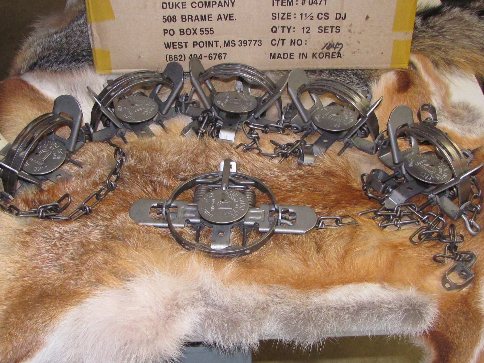 6 Duke #1 1/2 Coil Spring double jaw Traps Raccoon Mink Nutria Muskrat ...
