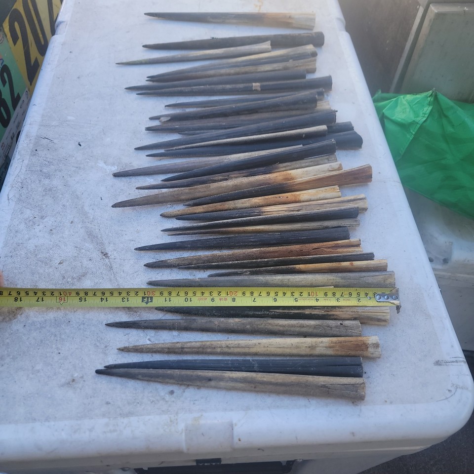 Real Hawaiian Marlin Bill, Dried, Ready For Crafting Or Display | eBay