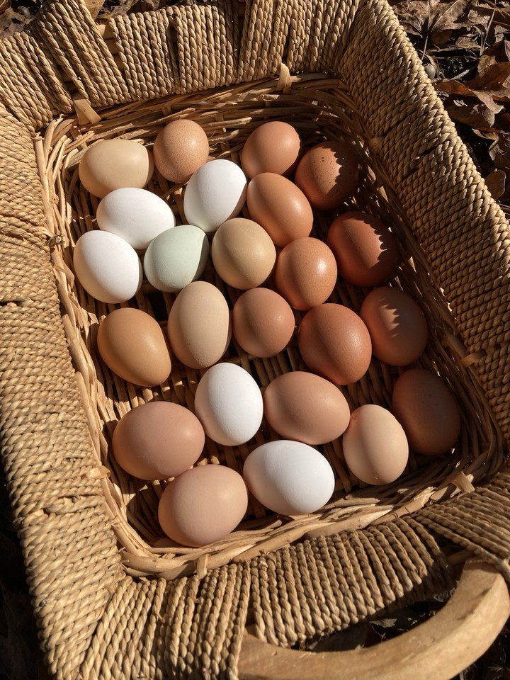 6 Pack Rainbow Eggs Silkie Mix-Mystery Box Hatching Eggs! | eBay