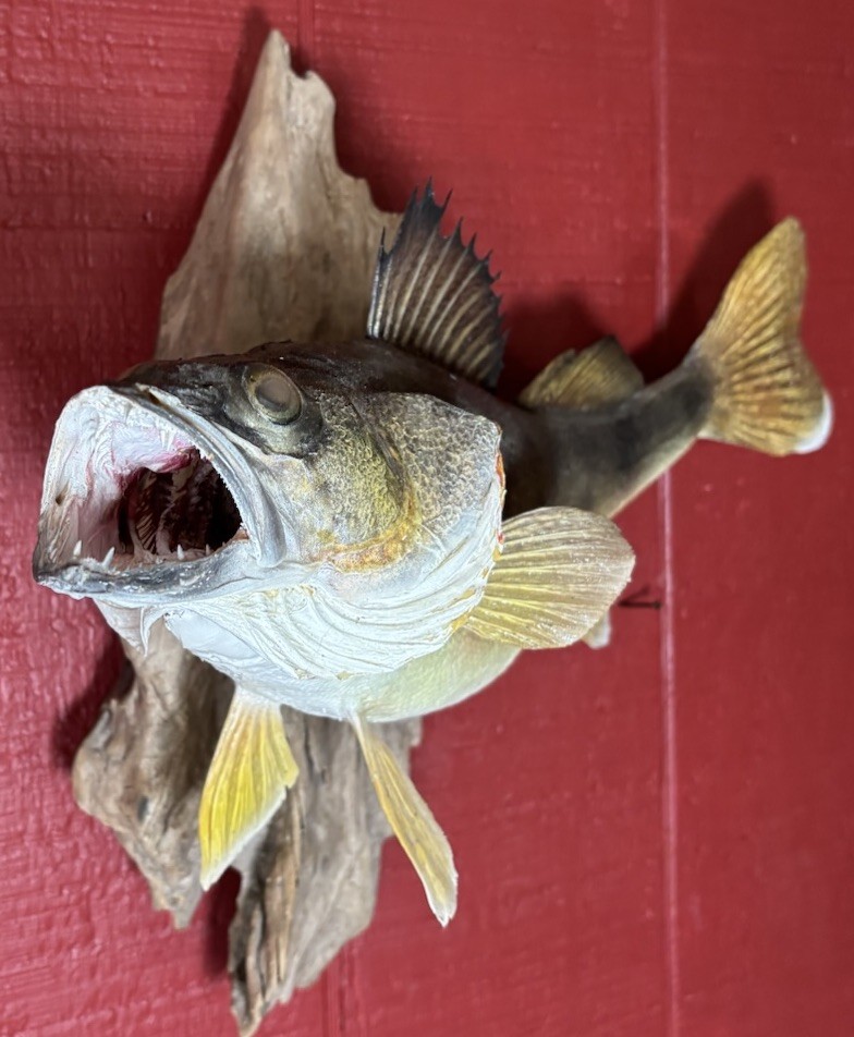21” Walleye Authentic Real Skin Professional Taxidermy Fish Mounted On ...