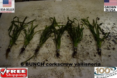 6 bunches Contortion corkscrew val plants Easy Aquarium aquascaping ...
