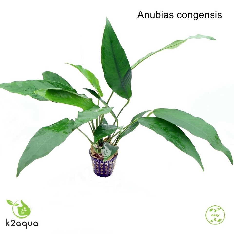 Anubias 50 species Live Aquarium Plants Tropical Fish Tank Aquascape ...