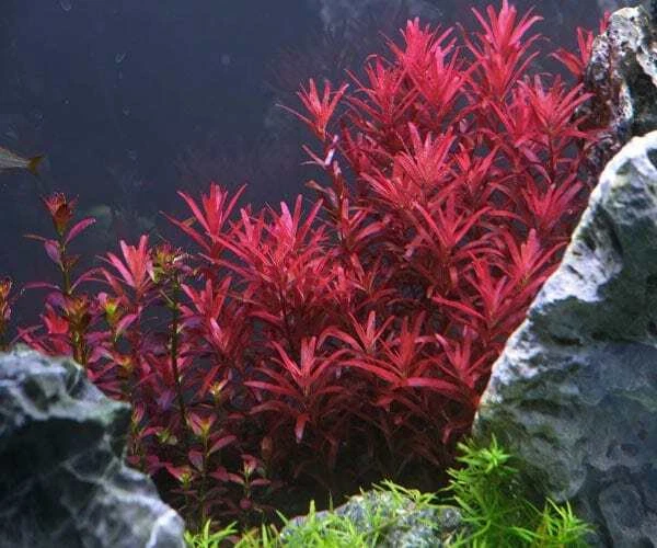 Rotala Rotundifolia Red
