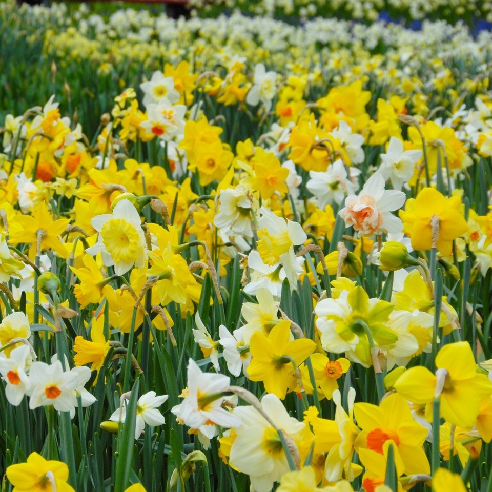 Mixed Cornish Daffodil Flower Bulbs.Beautiful Early Spring Flowers ...