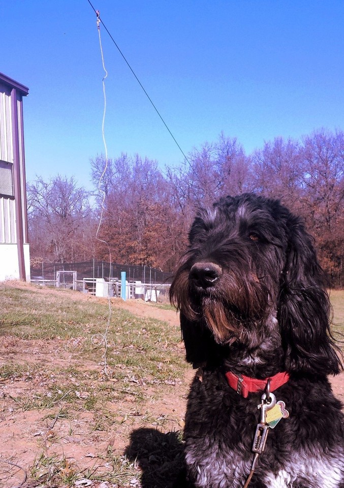 Pinnon Hatch Farms 150’ Dog Run Overhead Trolley for Small to Extra ...