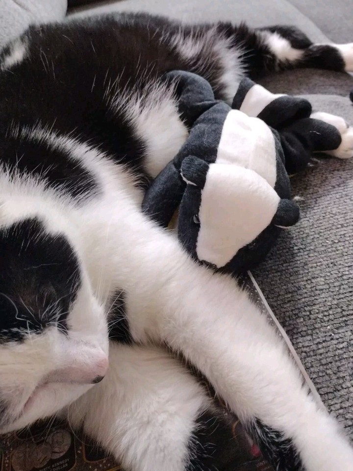 Beanie Baby Skunks - Rare 9” Brown Bellied Beanies Smaller Plush Collection | eBay