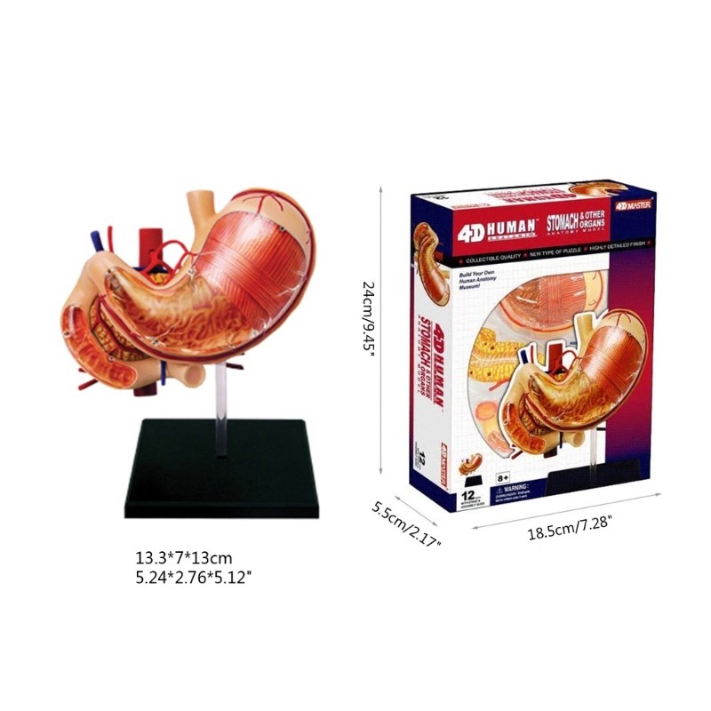 Human Stomach &Pancreas Anatomy Model Removable Human Organs Model ...