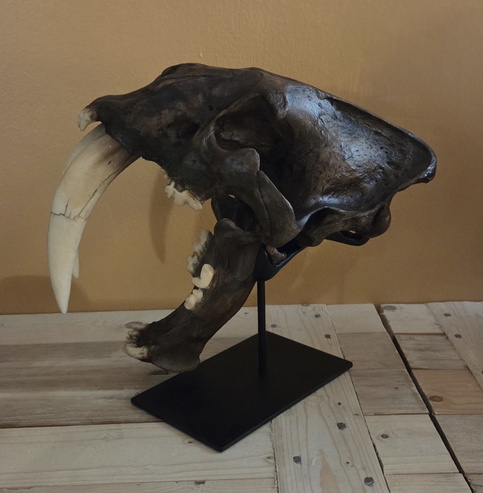 1:1 Resin Copy Model Smilodon Fatalis Sabretooth Tiger Cat Skull La ...