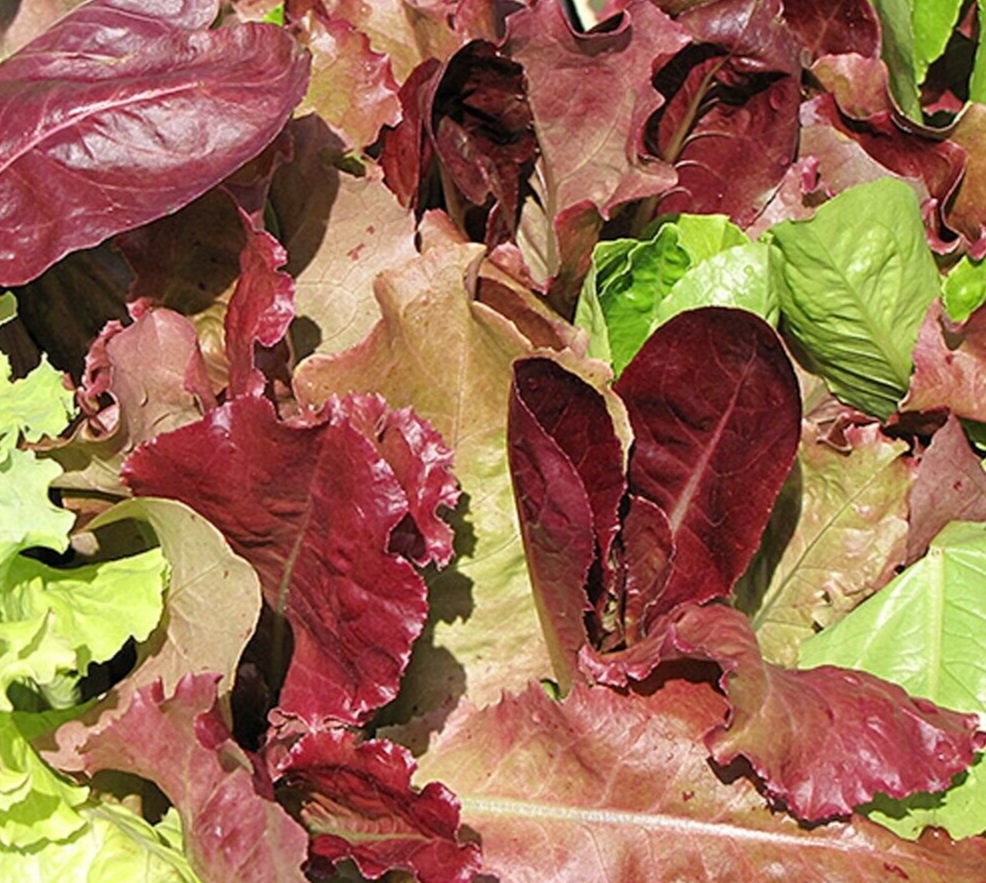 GOURMET SALAD BLEND MIX LETTUCE SEEDS 500+ 4 DIFFERENT LETTUCES ...