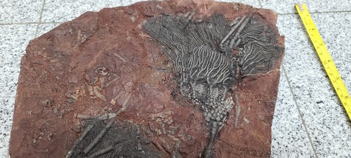 Dinosaur Fossil CRINOID FOSSIL Echinoderm Starfish Prehistoric | eBay