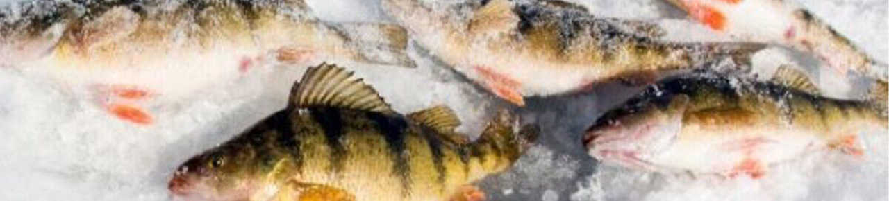 muunn-fishing | eBay Stores