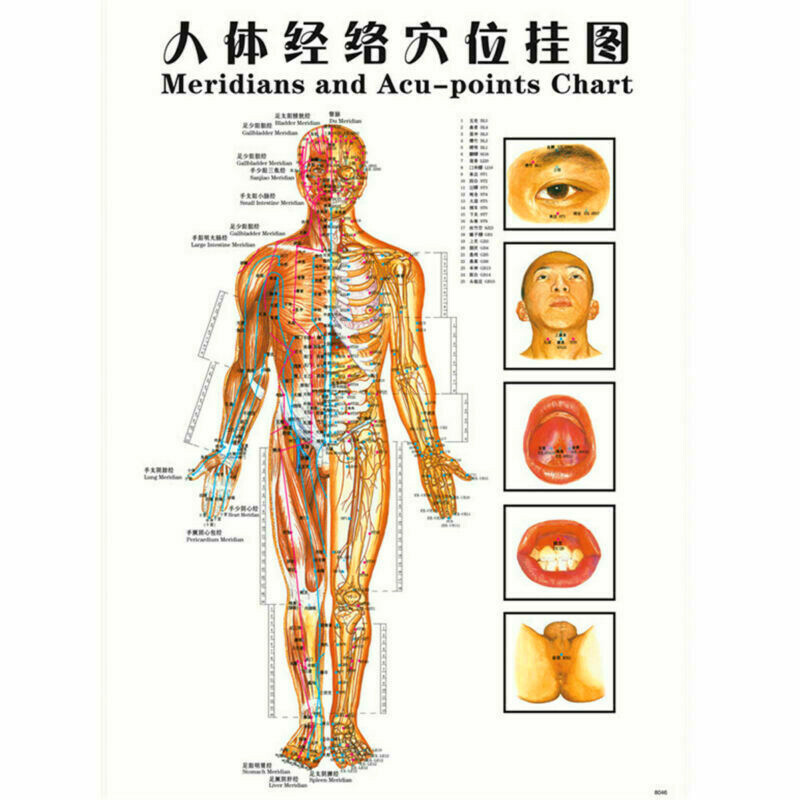 Whole body English Acupuncture Meridian Acupressure Points Poster Chart ...