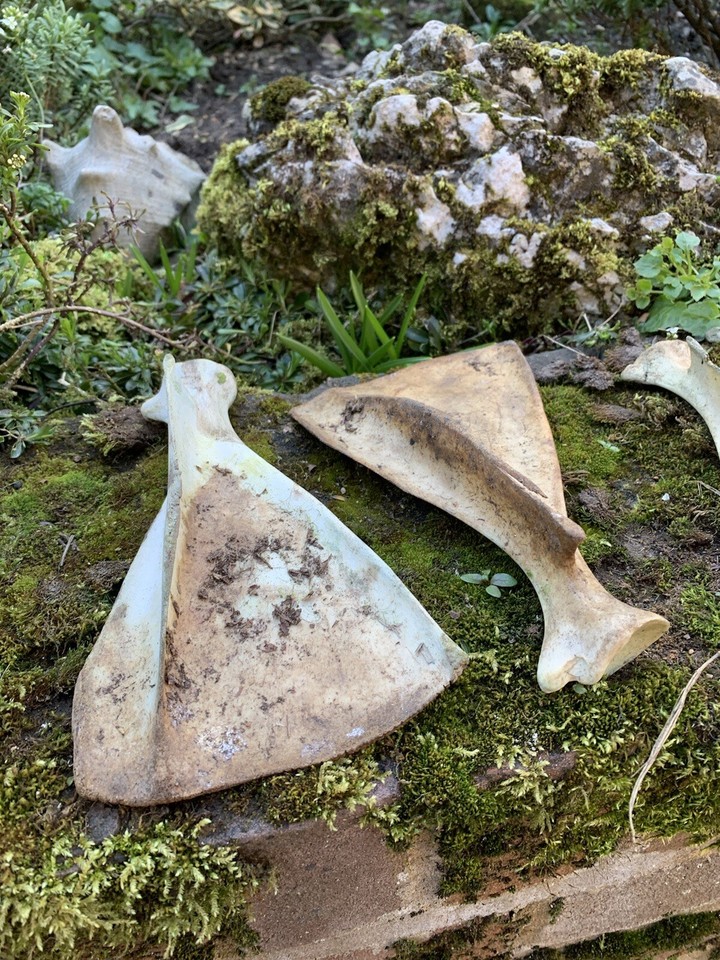 Genuine Deer Bones x 1 PYO UK Bone Seller Real Animal Bone Supplier Leg Jaw Ribs | eBay UK